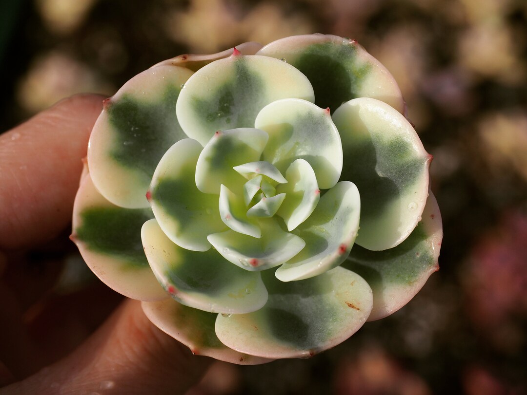 Echeveria Lenore Dean Variegated - Etsy