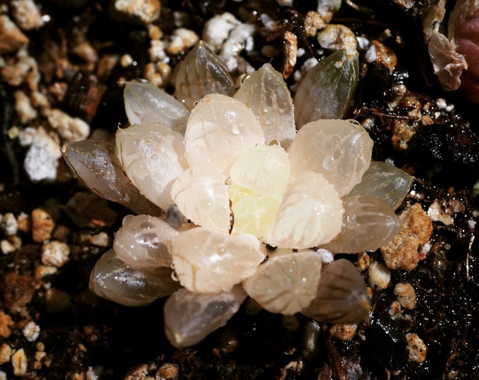 Real Plants, Haworthia Obtusa Sp Amber Sp - Etsy