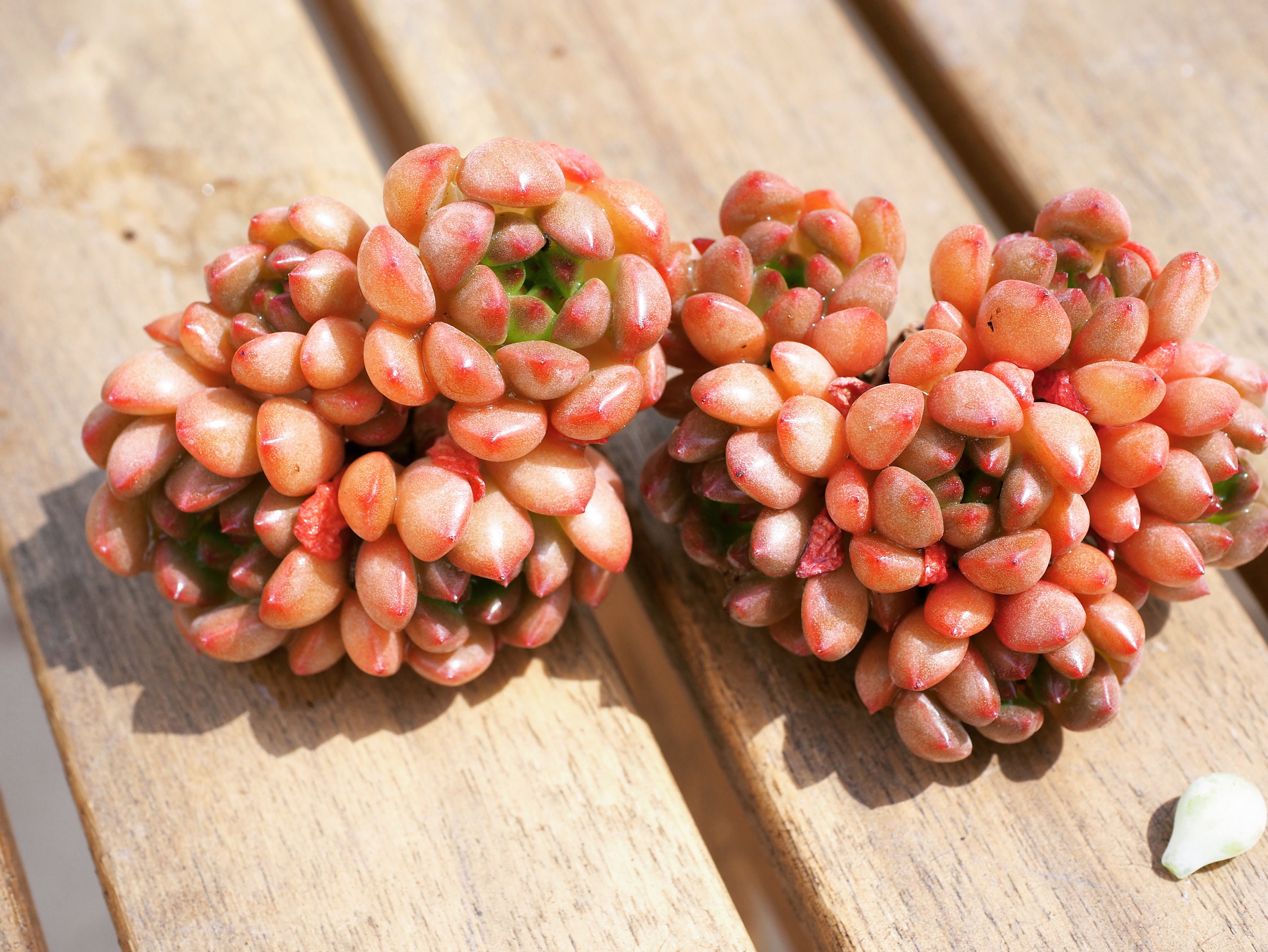 Real Plants Sedeveria Pink Ruby Clusters - Etsy