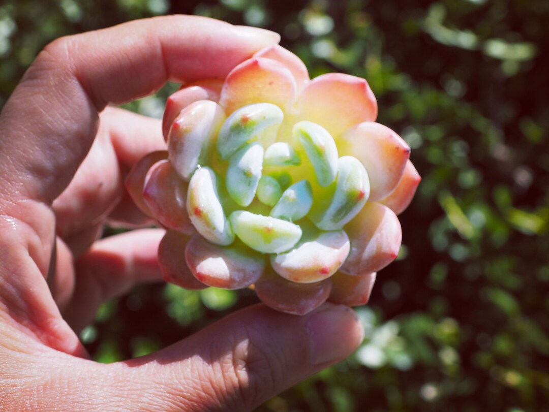 Real Plants, Echeveria "frosty Aroma" - Etsy