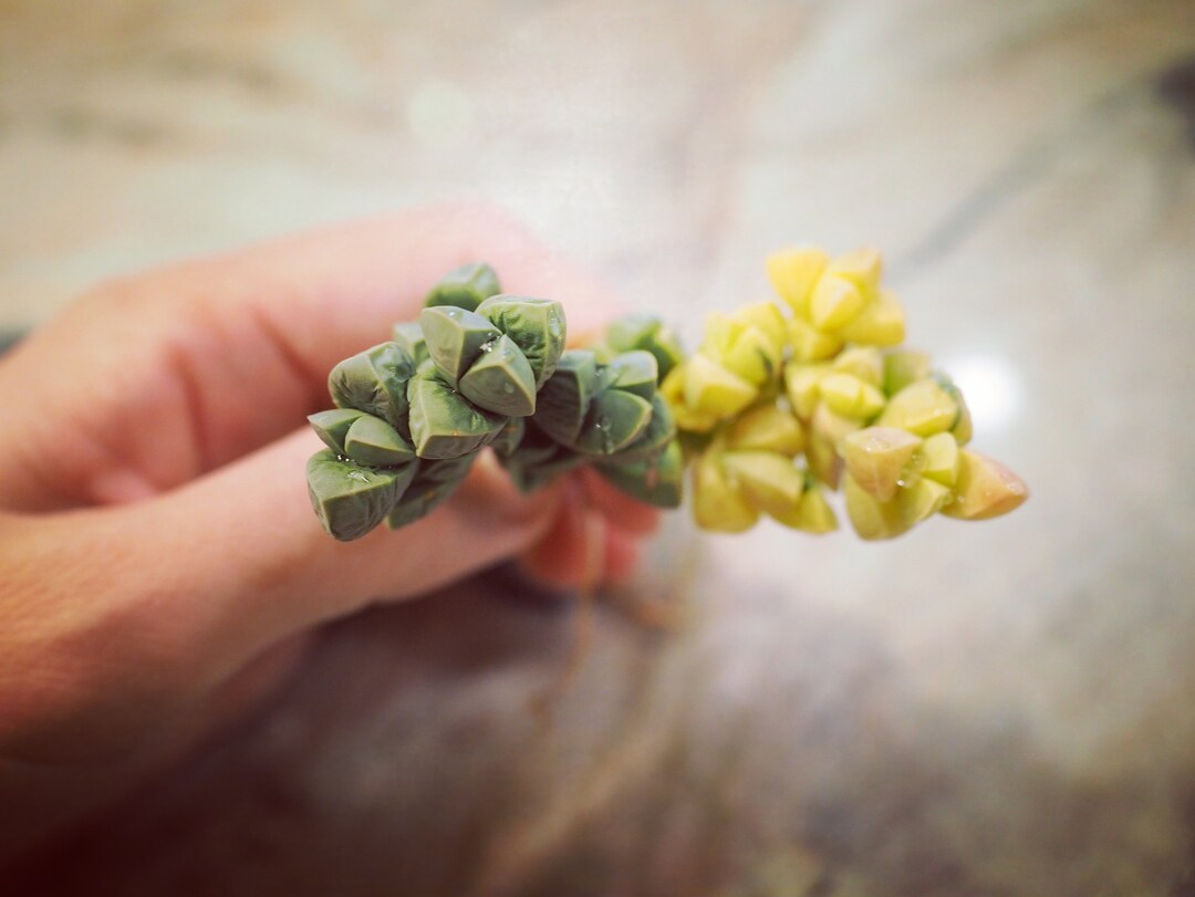 Real Plants, Astridia Velutina Variegated Clusters - Etsy