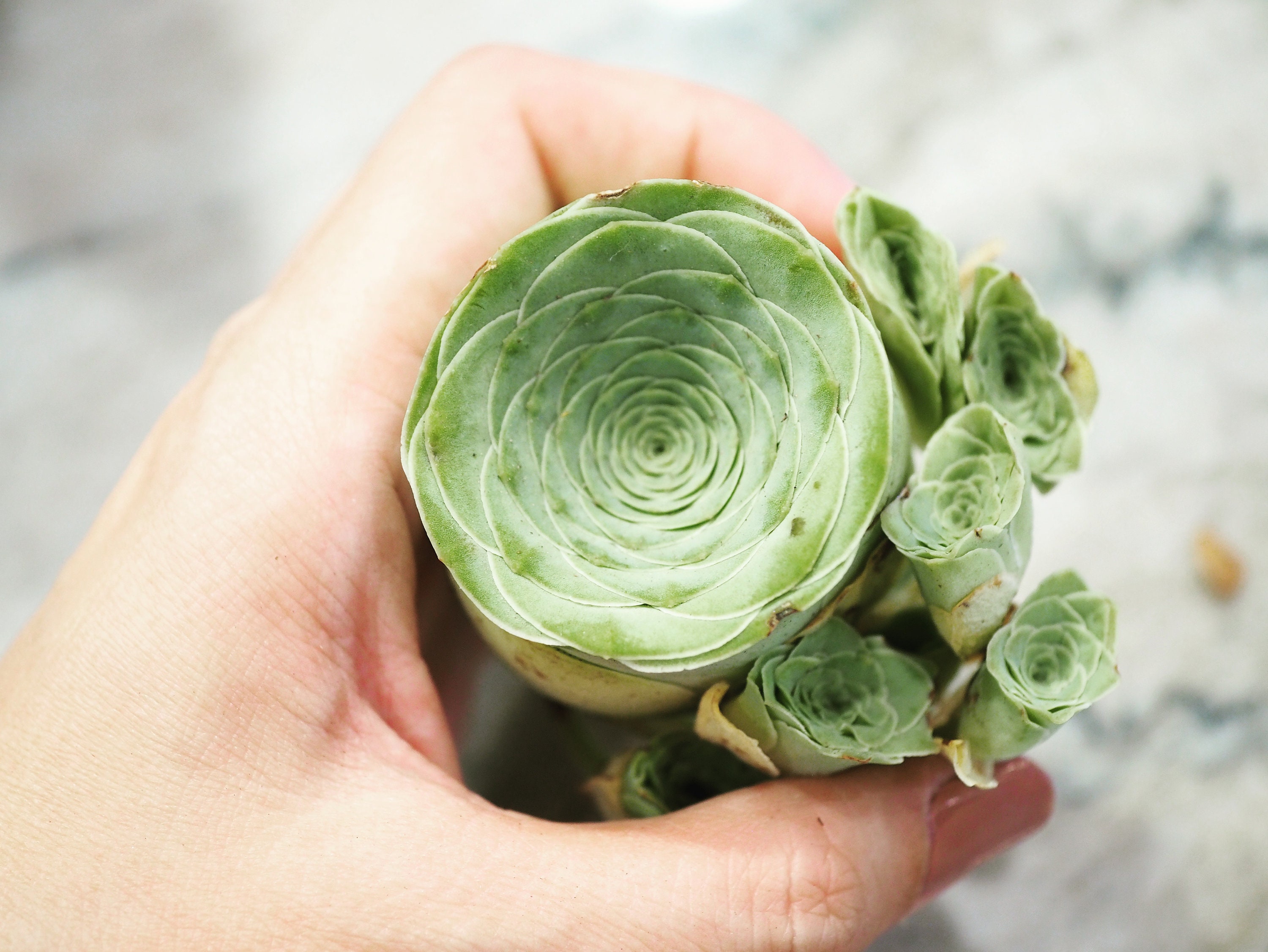 Real Plants Greenovia Monalisa Mountain Roses - Etsy