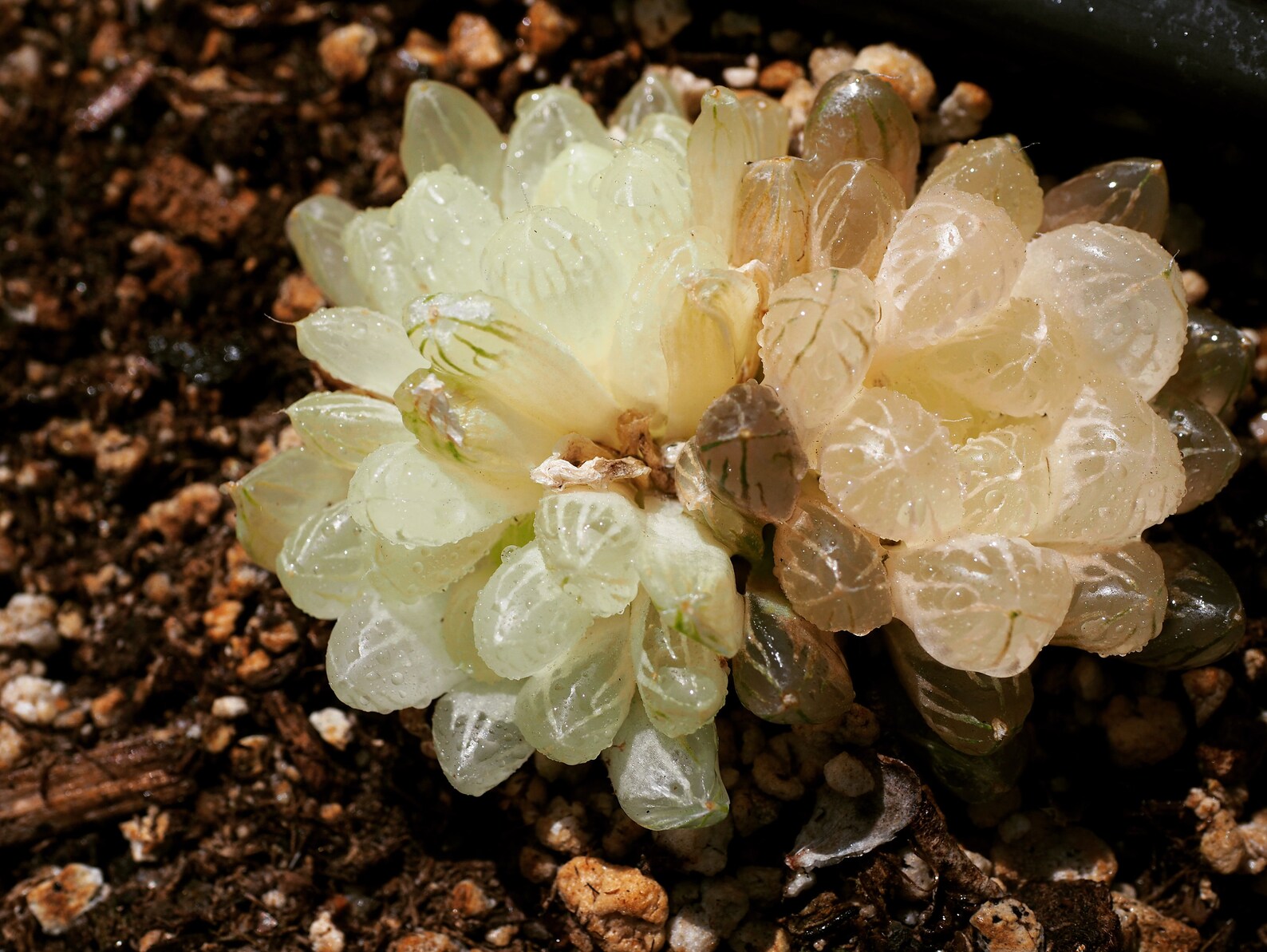 Real Plants Haworthia Obtusa Sp Amber Sp - Etsy