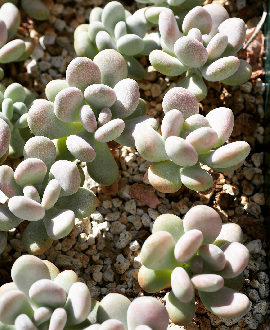 Real Plants Pachyphytum Oviferum - Etsy