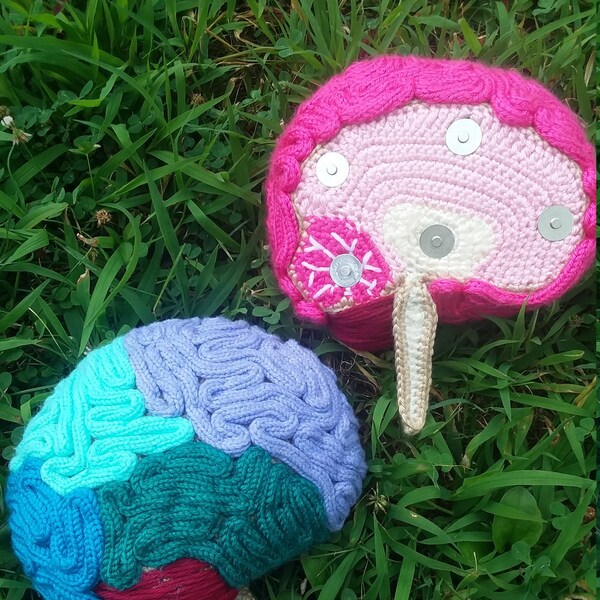 Anatomical Brain - Etsy