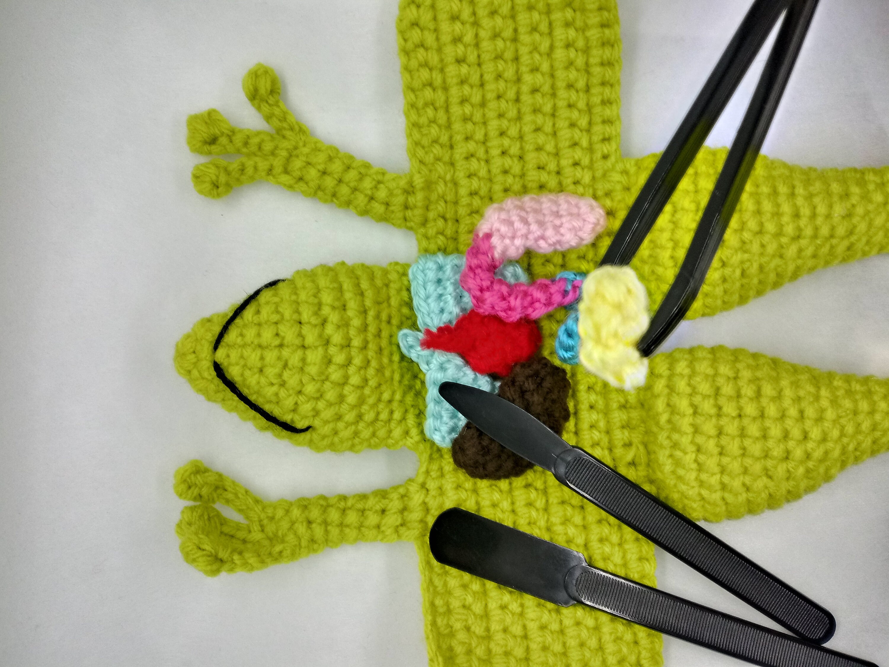 CROCHET PDF PATTERN Anatomical Frog, Frog's Anatomy, Educational Toy ...