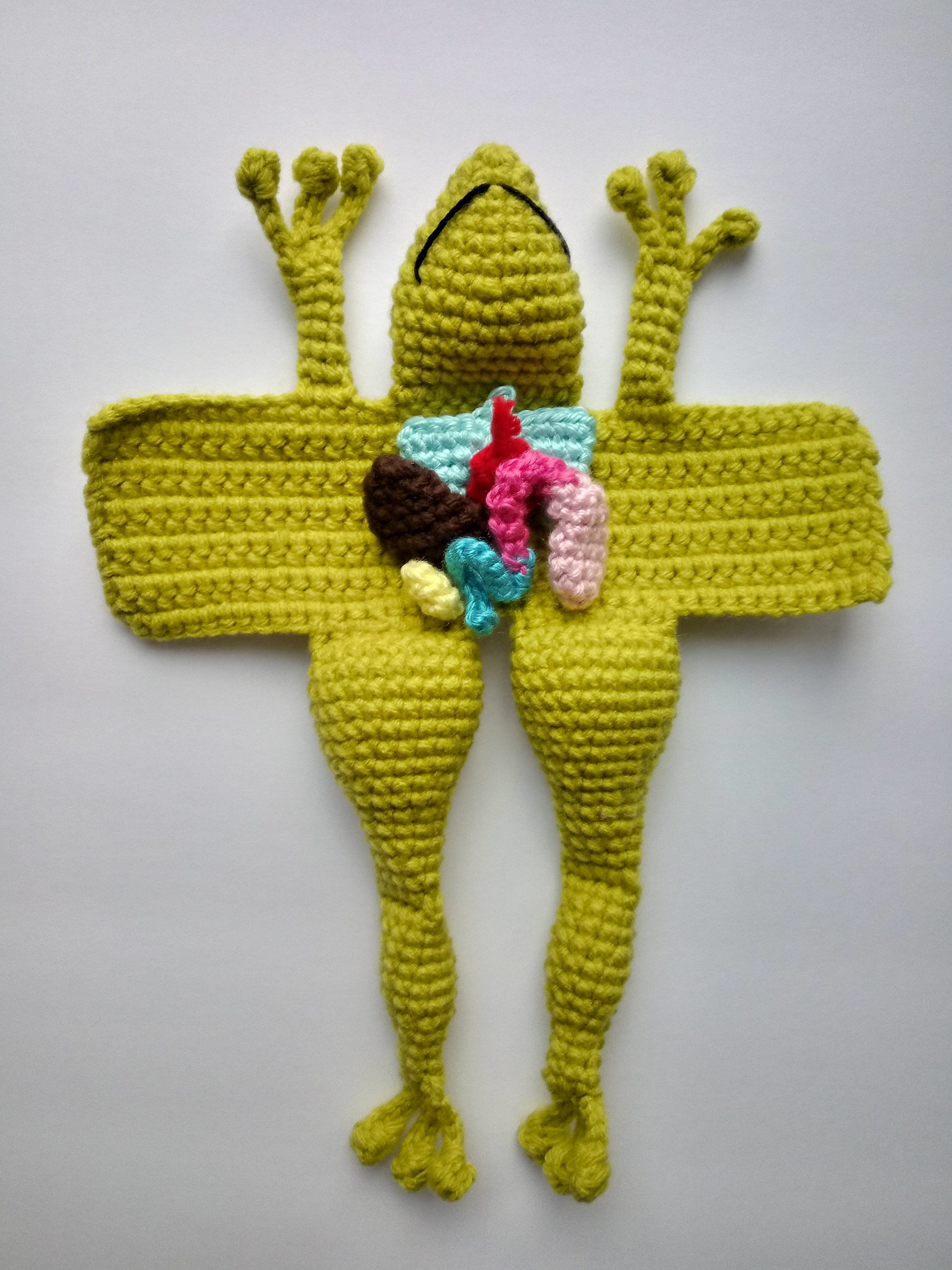 CROCHET PDF PATTERN Anatomical Frog, Frog's Anatomy, Educational Toy ...
