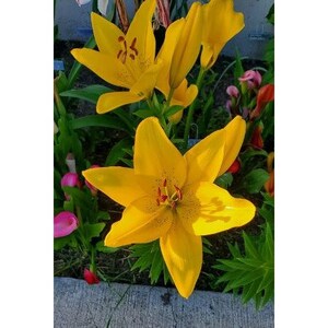Asiatic Lily Flower Bulb Mix 10 Pk Perennial Home Planting Long Lasting ...