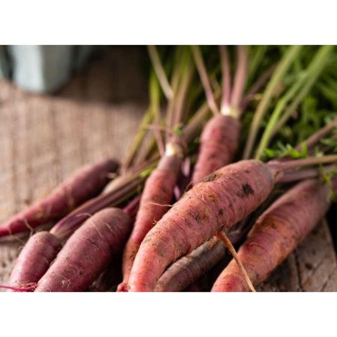 Spicy Cosmic Carrot Purple Vegetable Seeds 300 Count Easy Grow Garden ...