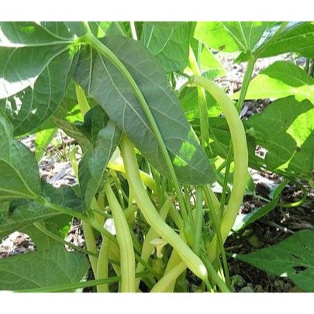 Georgia Garden Stringless Green Bean and Golden Wax Bean Home Gardening ...