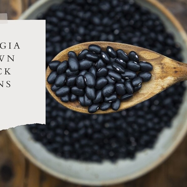 Black Turtle Beans - Etsy