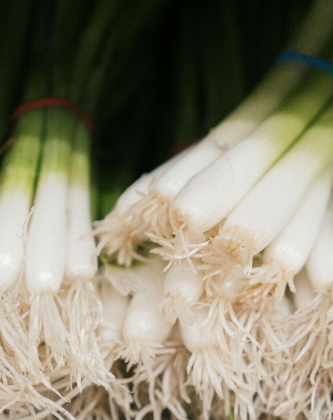 50 Green Scallion All Natural Onion Garden Seeds - Etsy