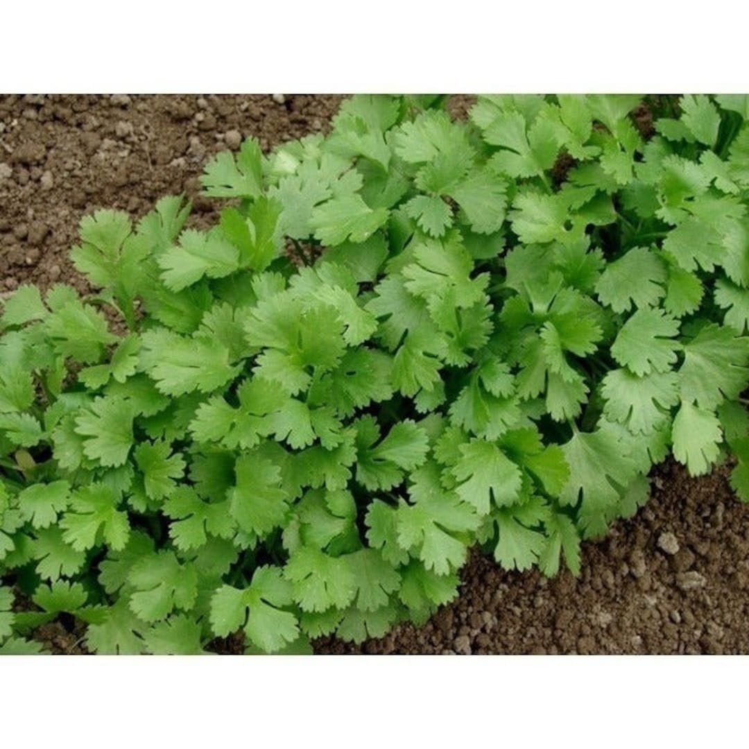 Heirloom Cilantro Garden All-natural Herb Seeds Bulk - Etsy