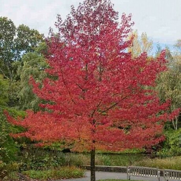 Sweet Gum Tree - Etsy