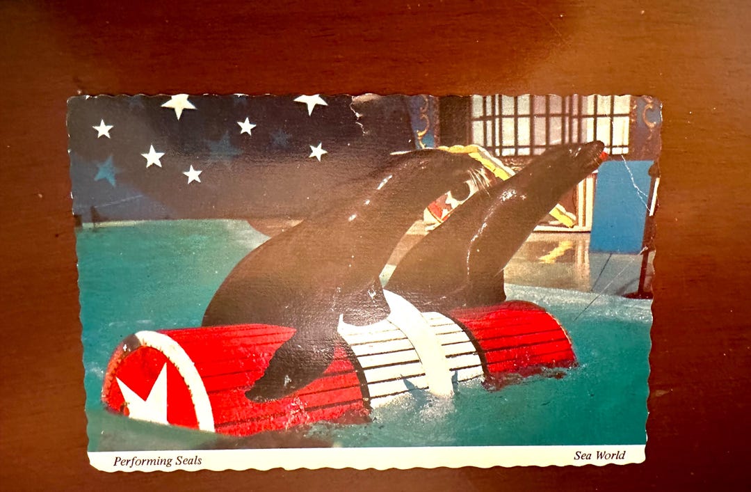 Postcard Seals Sea World Performing Seals Over Size - Etsy