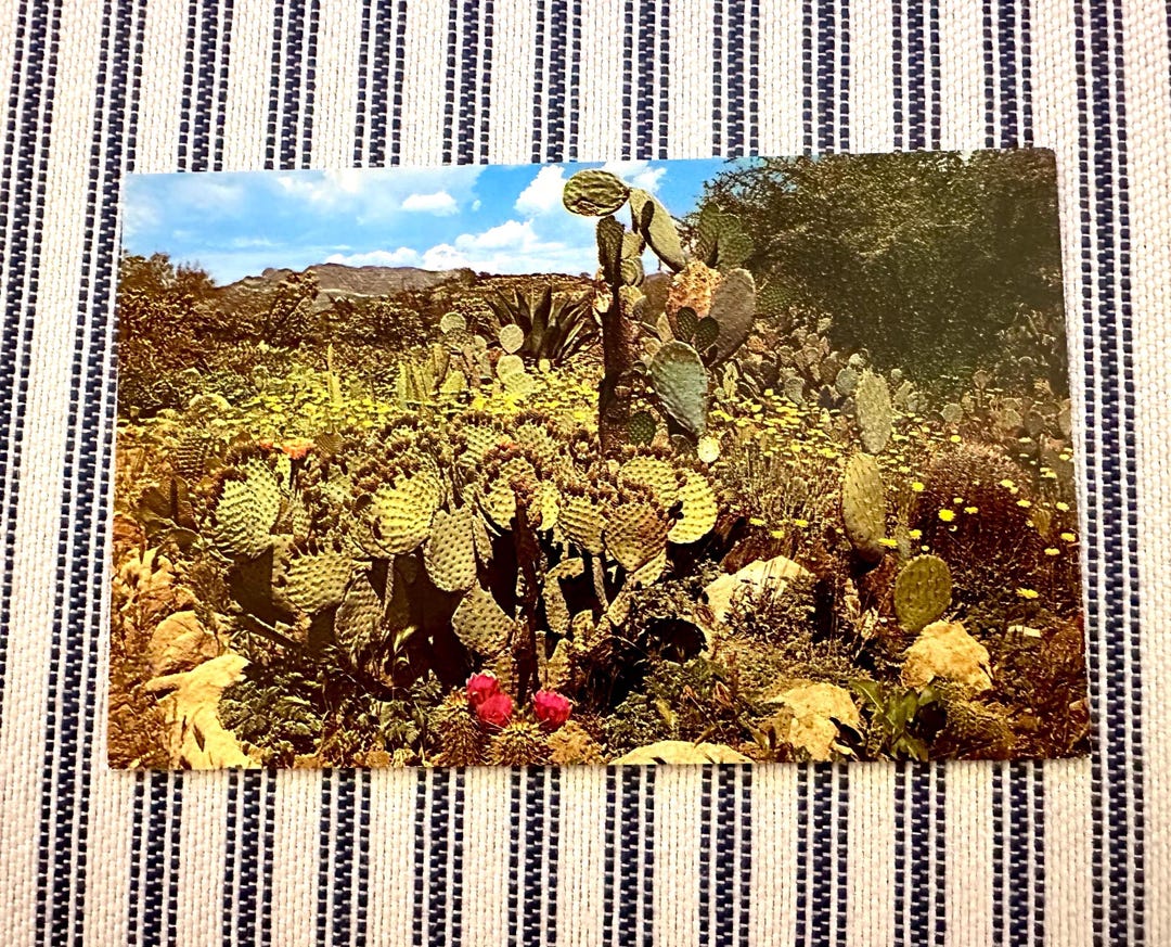 Vintage Cactus Postcard Prickly Pear Cactus Vegetation on the Desert - Etsy