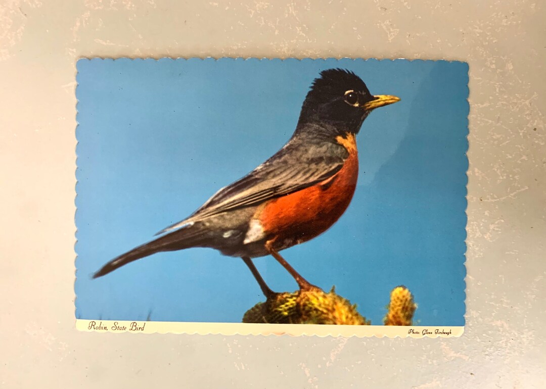 Vintage Postcard Robin Michigan State Bird Over Size - Etsy
