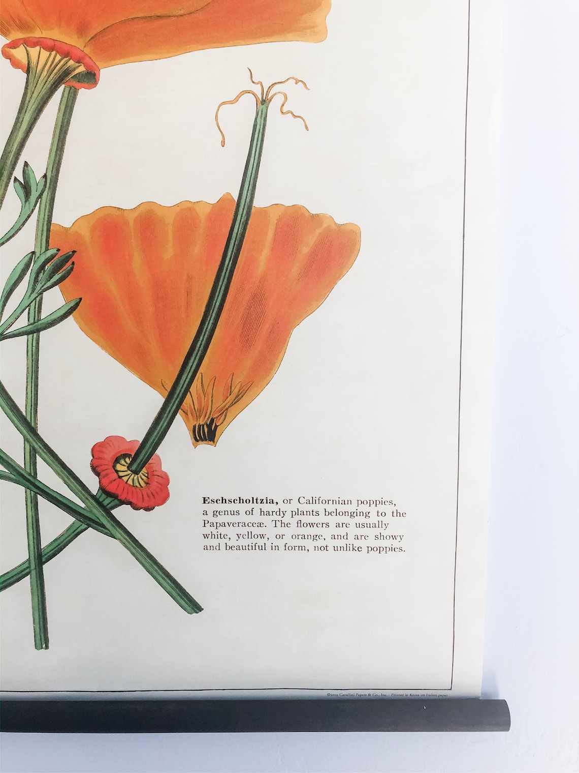 Vintage-style California Poppy Poster Ready-to-hang - Etsy