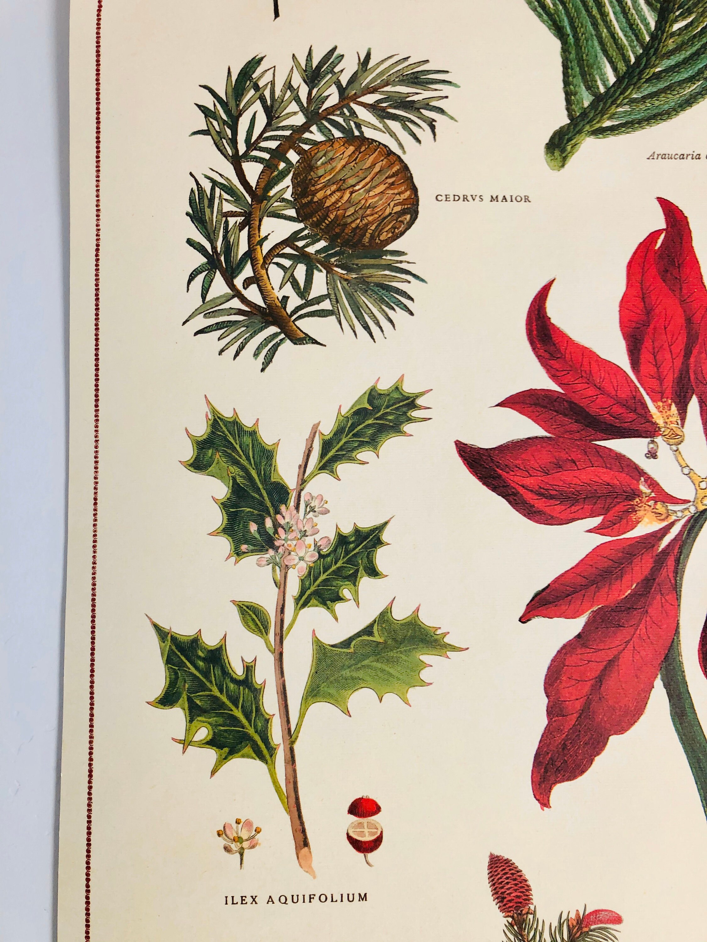 Vintage Style Poinsettia Holly and Christmas Foliage Poster | Etsy