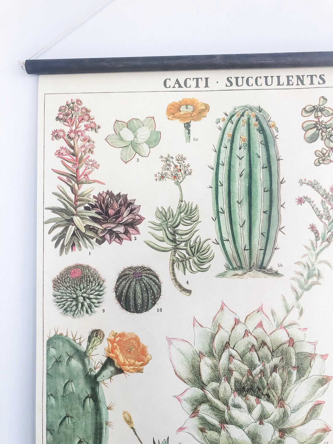 Vintage-Style Cacti-Succulents Poster Ready to Hang | Etsy