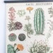Vintage-style Cacti-succulents Poster Ready to Hang - Etsy