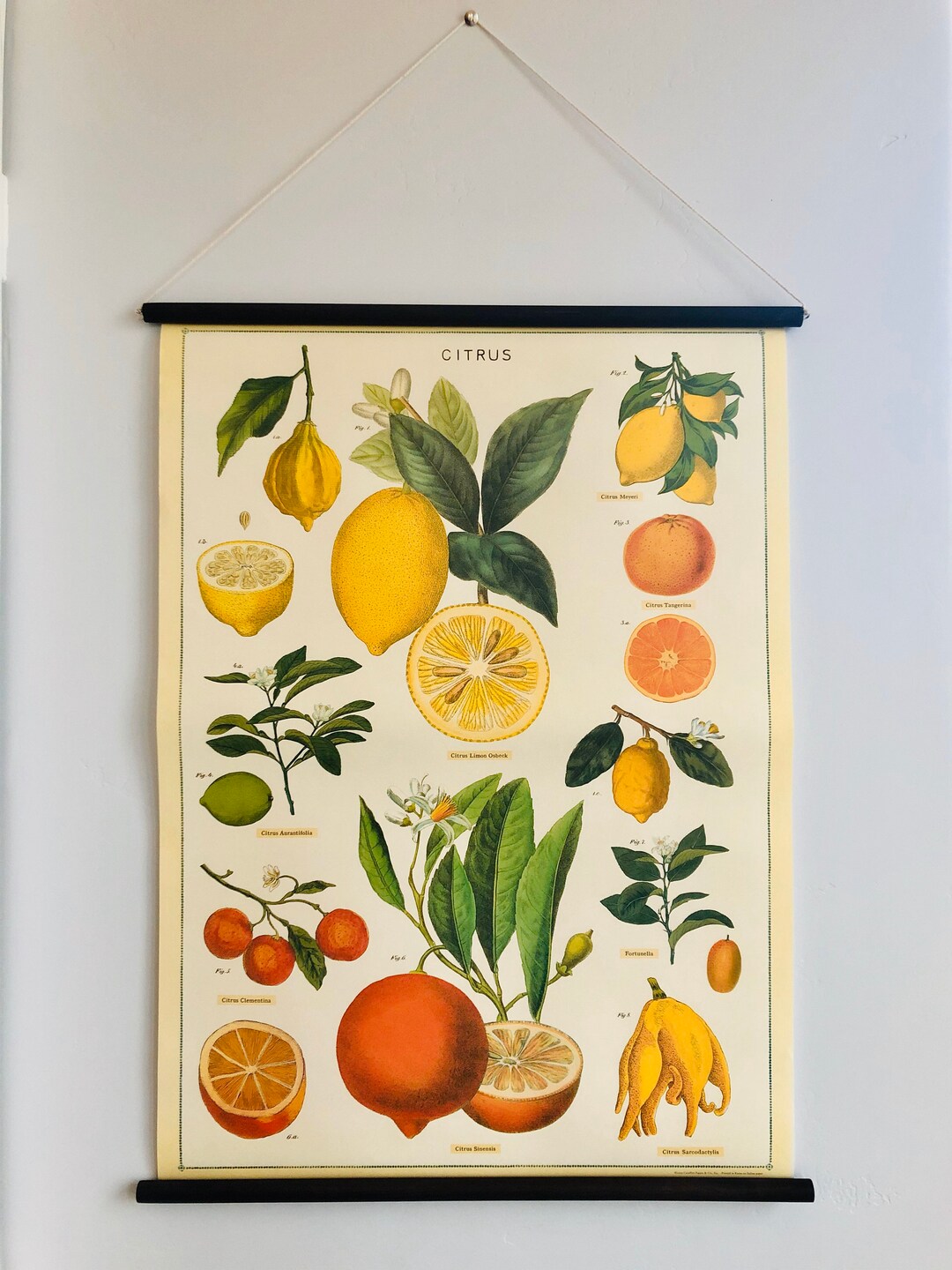 Vintage Style Citrus Posterready to Hang - Etsy