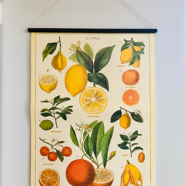 Citrus Art - Etsy