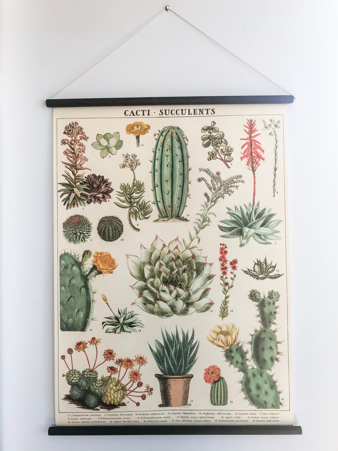 Vintage-style Cacti-succulents Poster Ready to Hang - Etsy