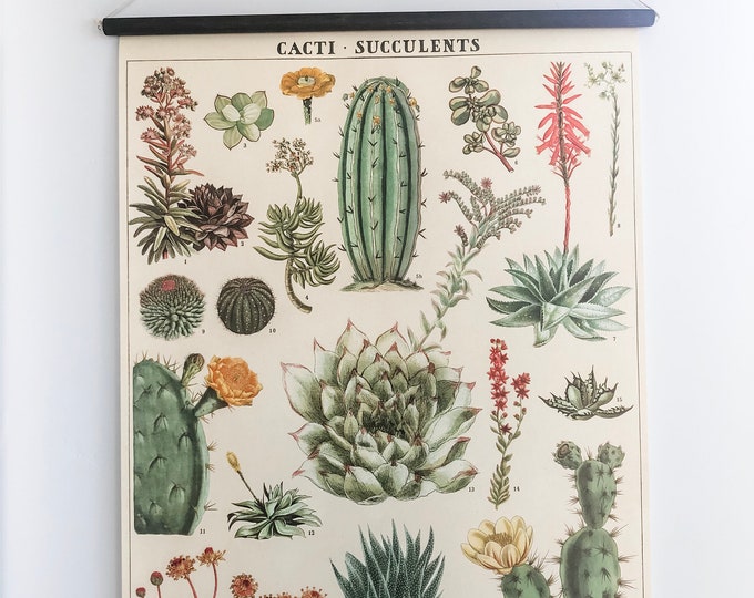 Vintage-style Cacti-succulents Poster Ready to Hang - Etsy