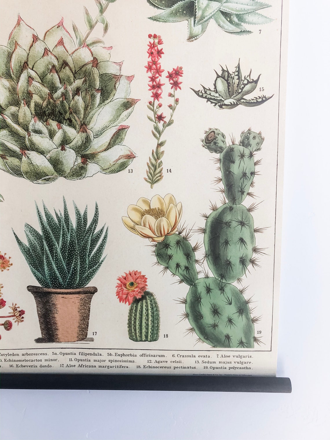 Vintage-style Cacti-succulents Poster Ready to Hang - Etsy