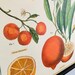 Vintage Style Citrus Posterready to Hang - Etsy