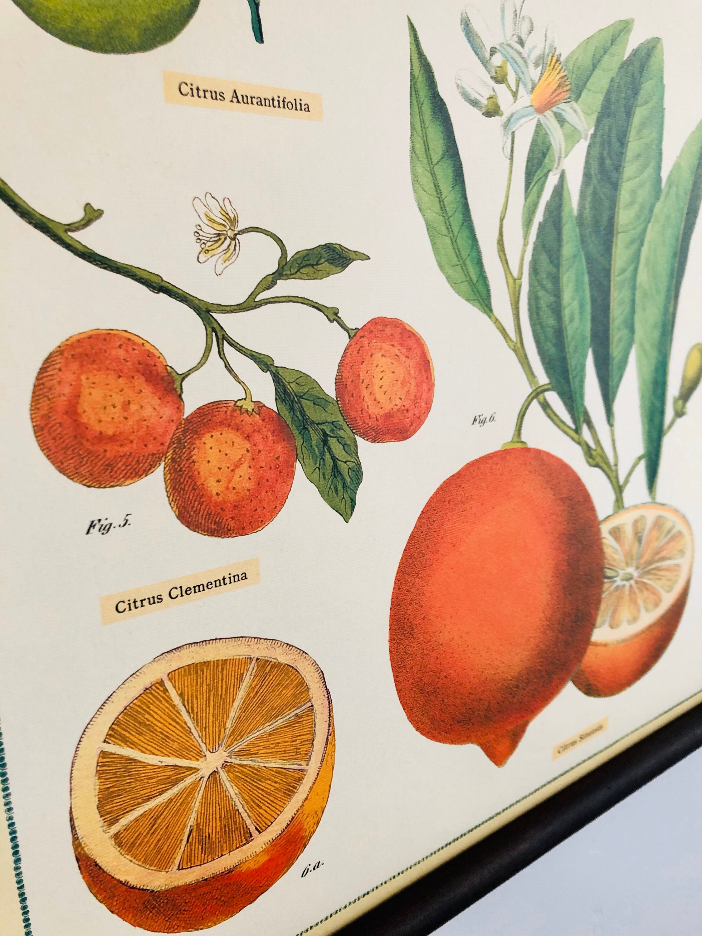 Vintage Style Citrus Posterready to Hang | Etsy