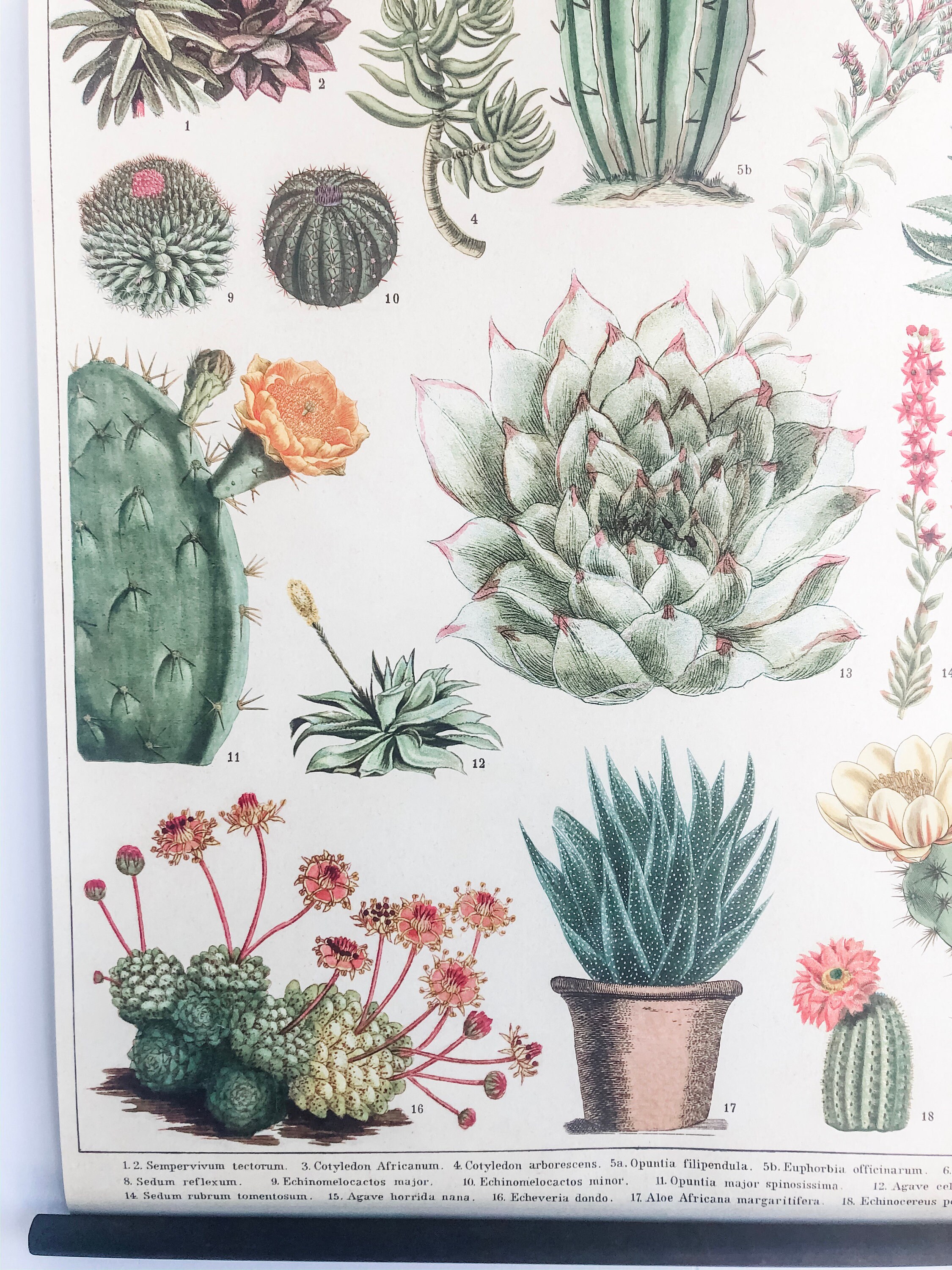 Vintage-style Cacti-succulents Poster Ready to Hang - Etsy