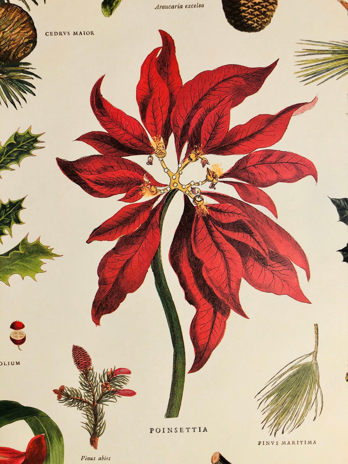 Vintage Style Poinsettia Holly and Christmas Foliage Poster | Etsy