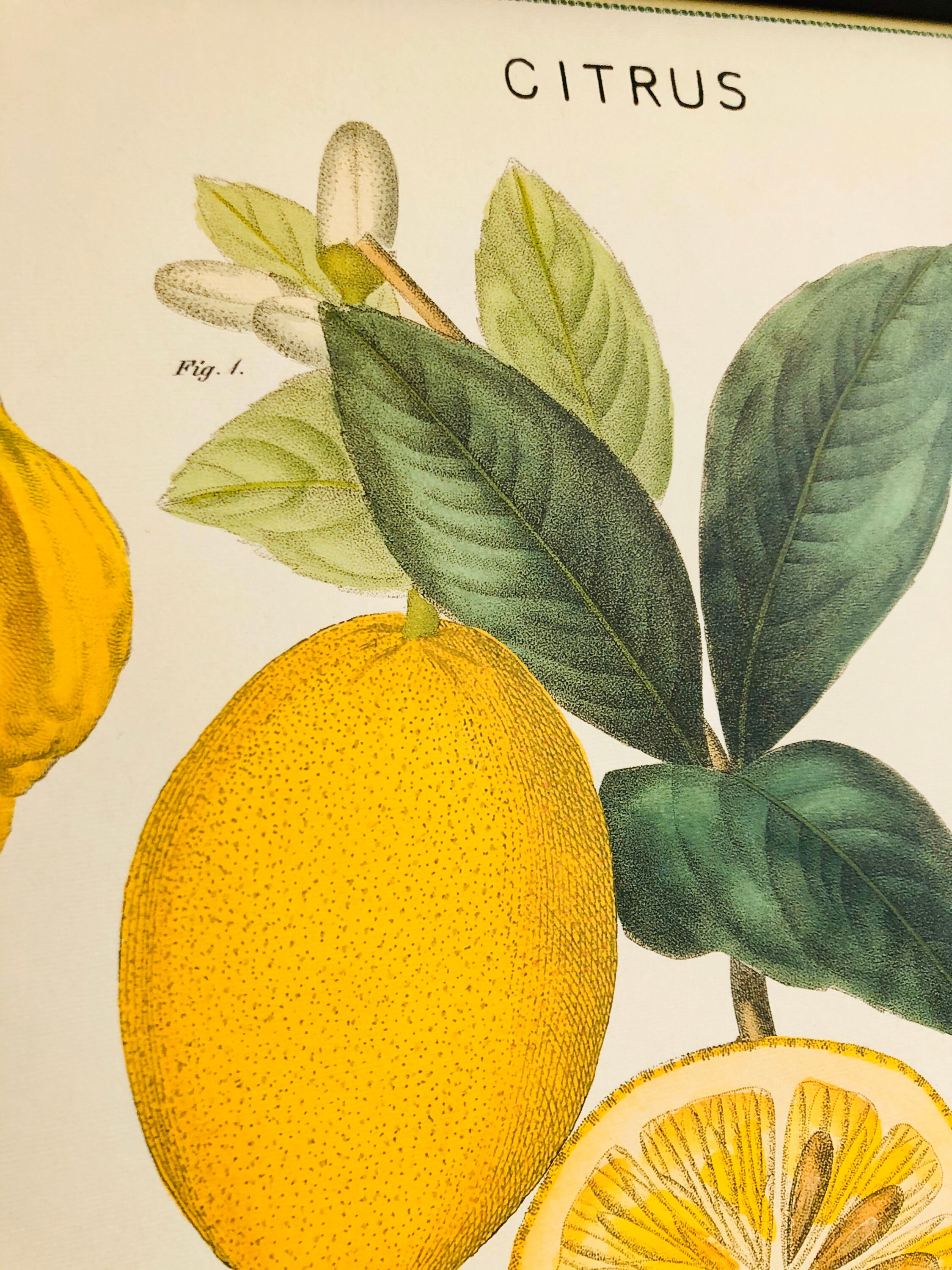 Vintage Style Citrus Posterready to Hang | Etsy