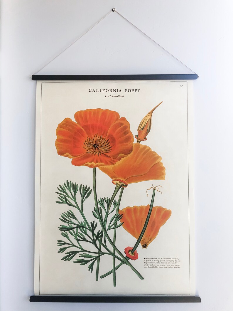 Vintage-style California Poppy Poster Ready-to-hang - Etsy