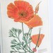 Vintage-style California Poppy Poster Ready-to-hang - Etsy
