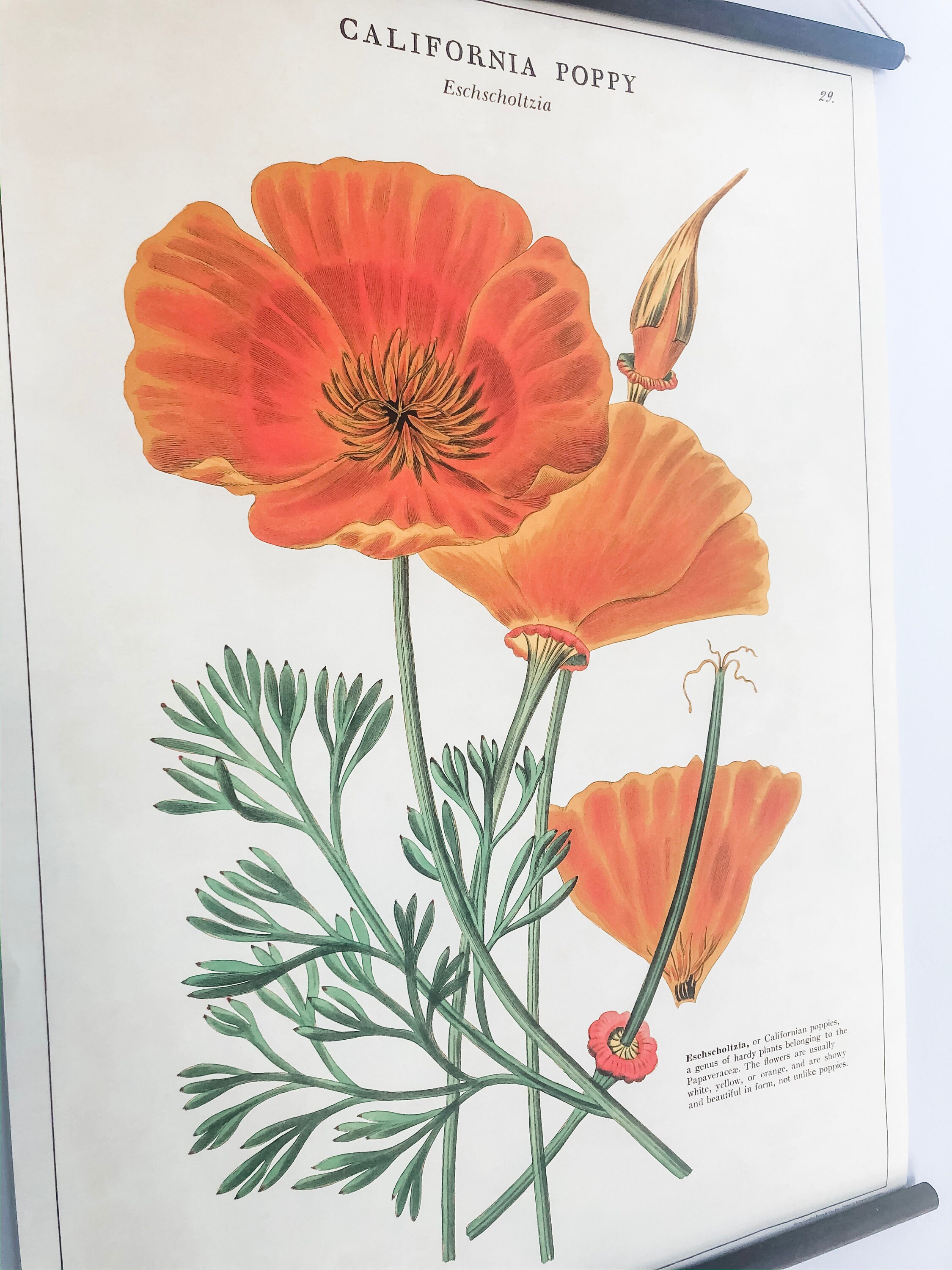 Vintage-style California Poppy Poster Ready-to-hang - Etsy