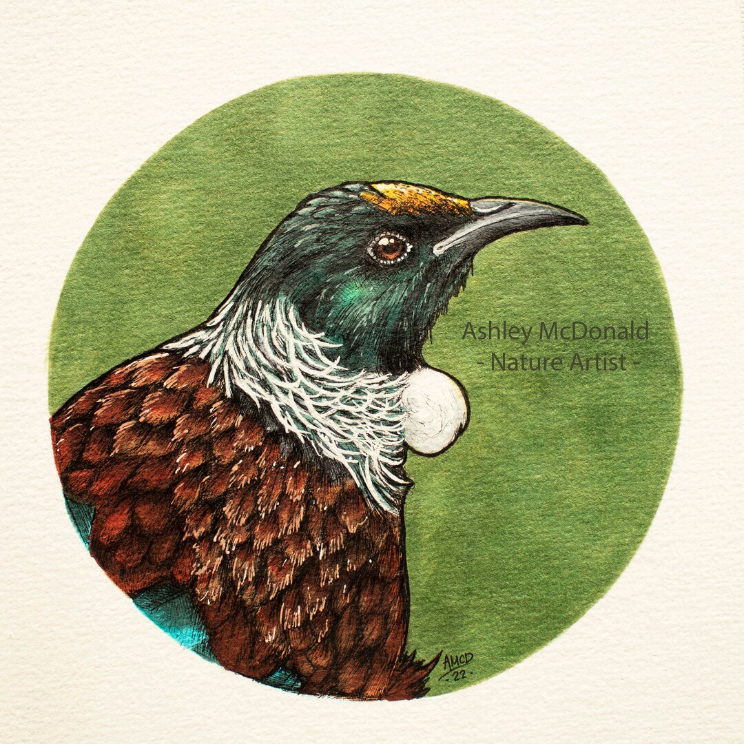 SIGNED ORIGINAL Tui Illustration - Etsy