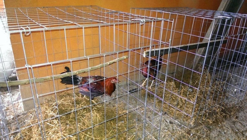 5 Rooster cages/rooster cage 5pkrascaderos 1 meter x 1 | Etsy