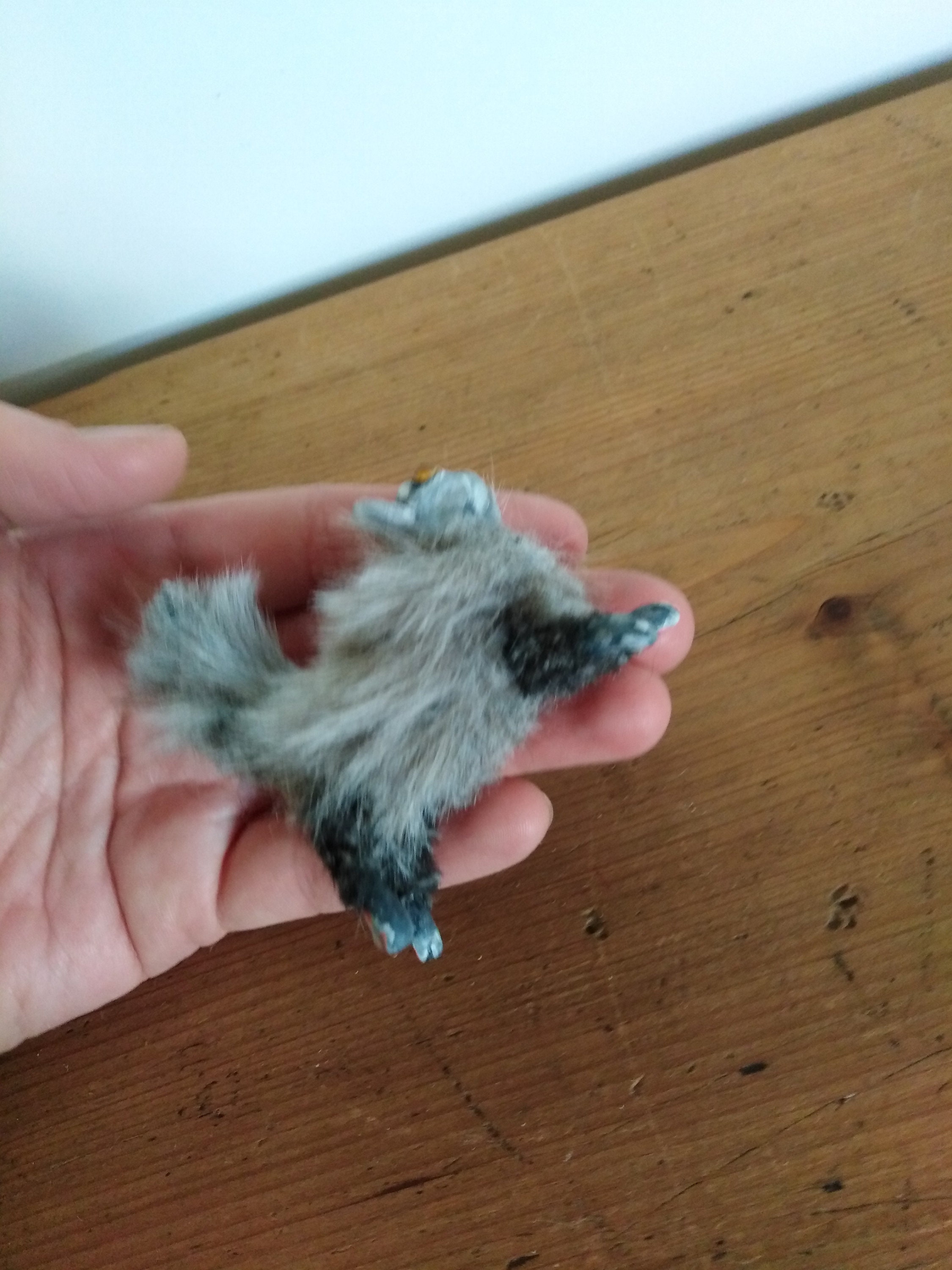 Chartreux Fluffy Cat Cappuccino - Etsy