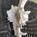 Spiky Conch Shell - Etsy