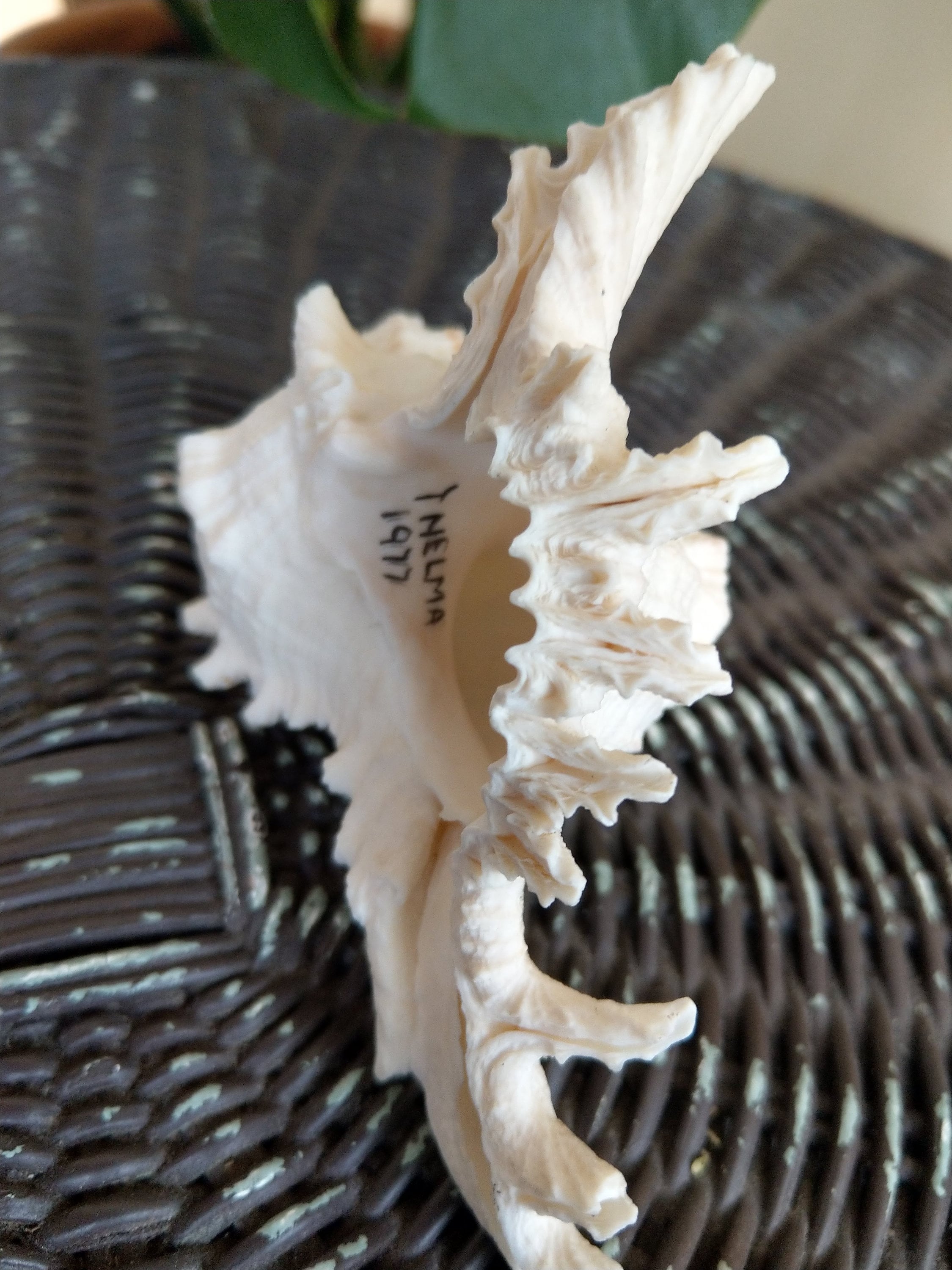 Spiky Conch Shell - Etsy