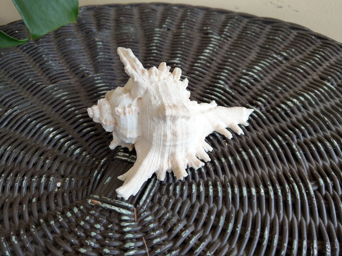Spiky Conch Shell - Etsy