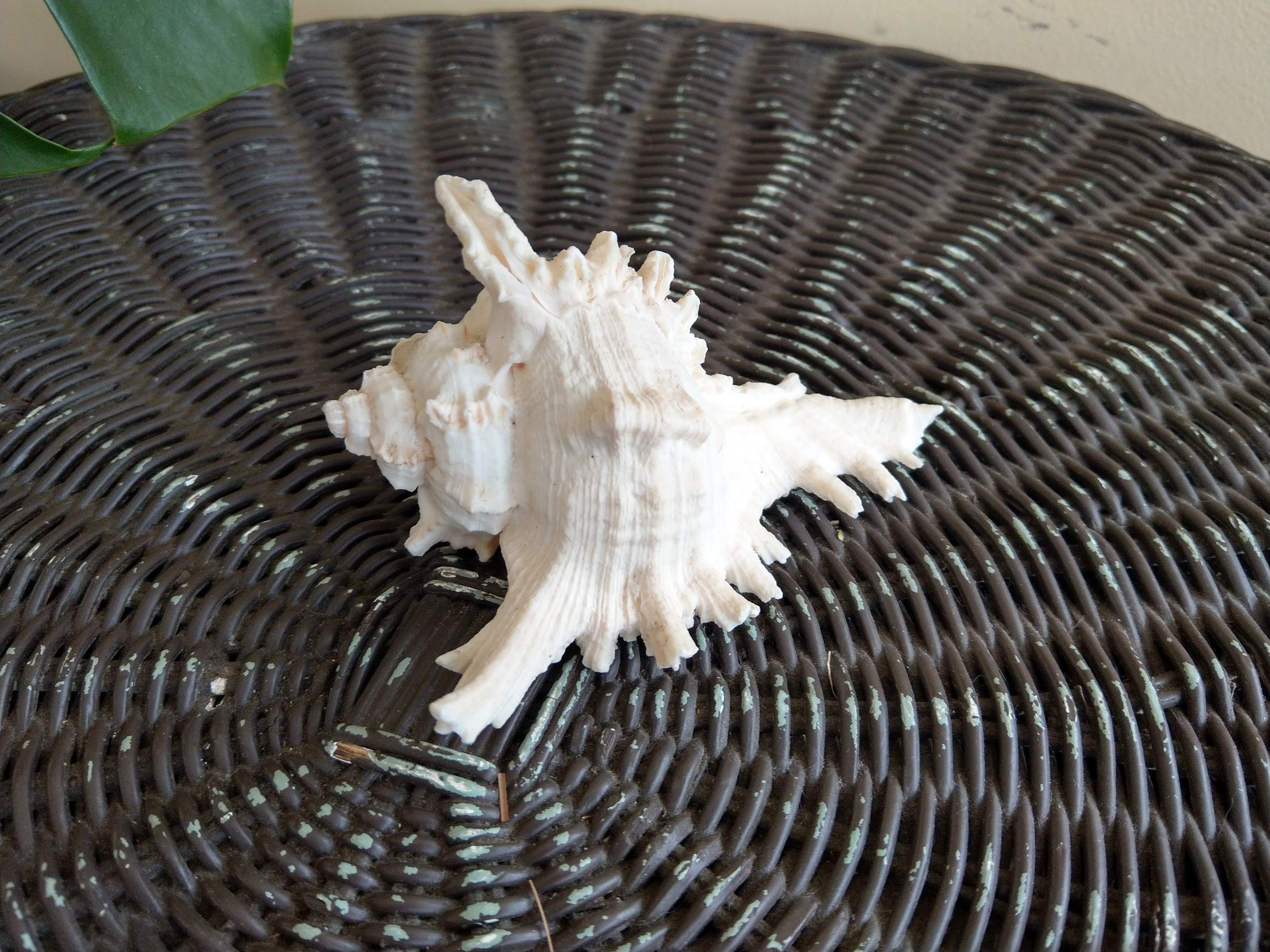 Spiky Conch Shell - Etsy