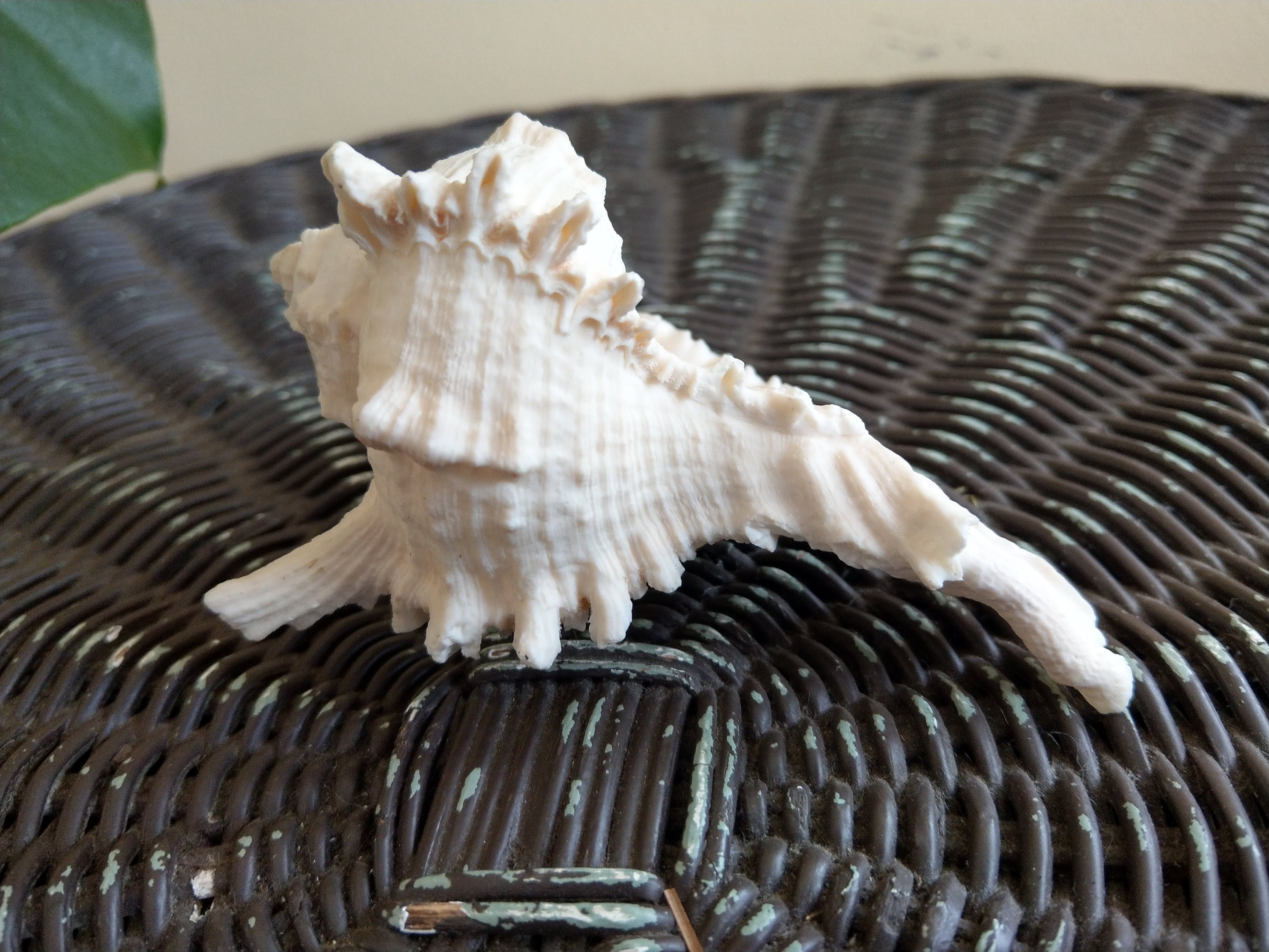 Spiky Conch Shell - Etsy