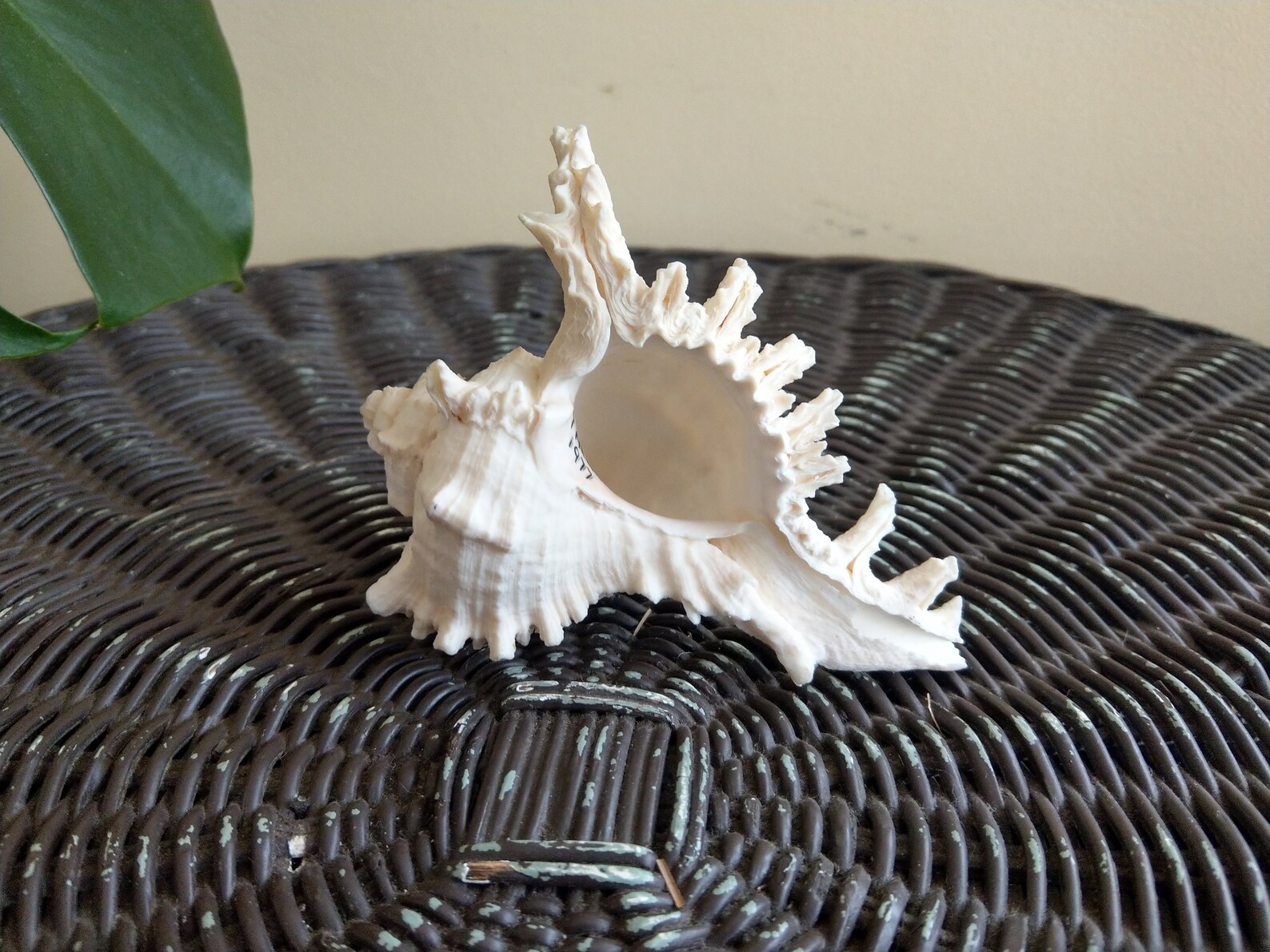 Spiky Conch Shell - Etsy