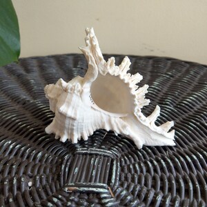 Spiky Conch Shell - Etsy