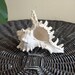 Spiky Conch Shell - Etsy