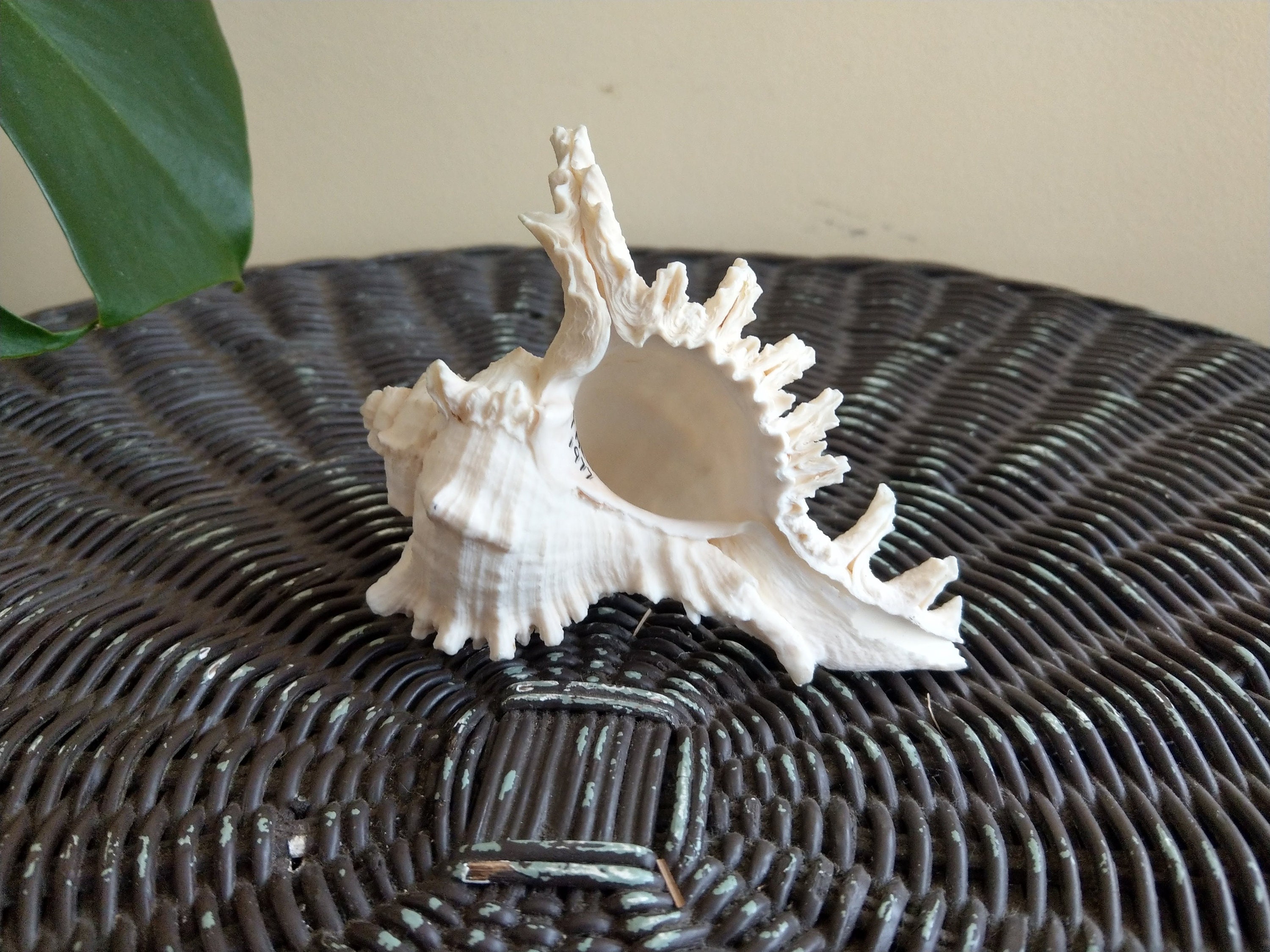 Spiky Conch Shell - Etsy